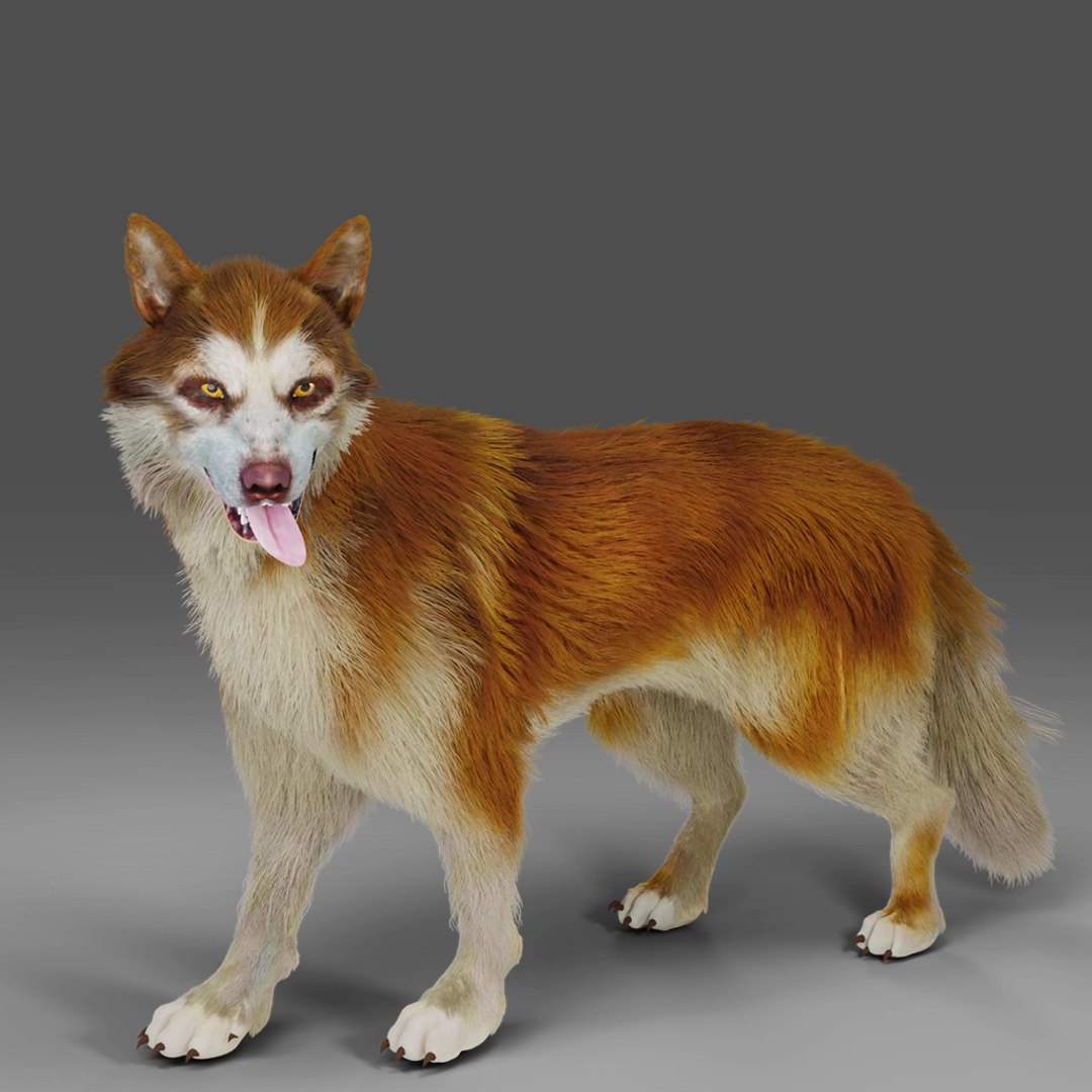 Fur Red Wolf Rigged in Blender 3D model - TurboSquid 1985920