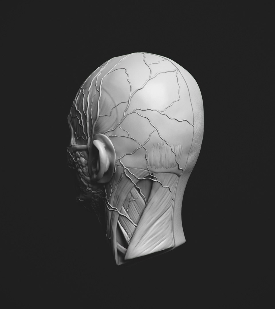 Human Head Ecorche 3D Model - TurboSquid 1268999