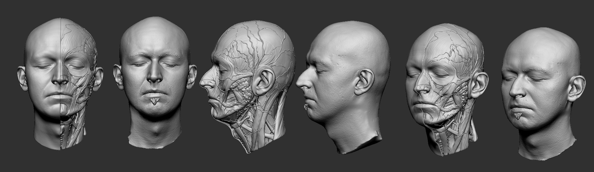 Human Head Ecorche 3D Model - TurboSquid 1268999