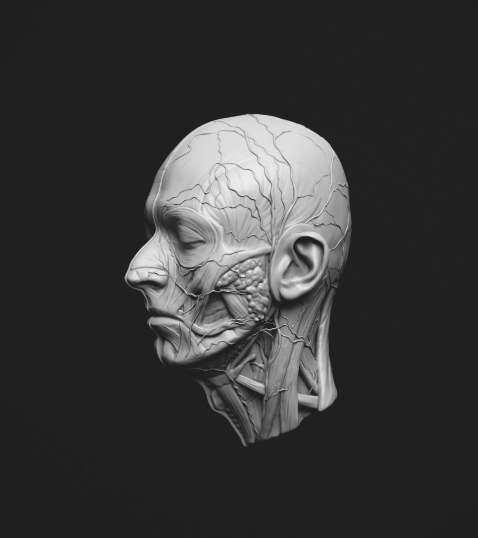 Human Head Ecorche 3D Model - TurboSquid 1268999