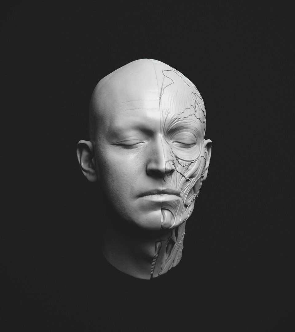 Human Head Ecorche 3D Model - TurboSquid 1268999