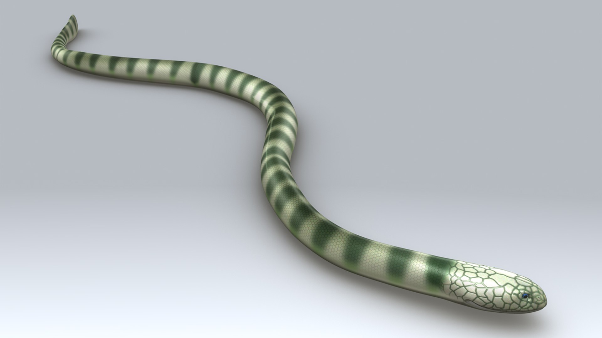 hydrophis spiralis