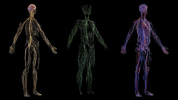 modelo 3d Anatomía Humana Completa Hombre Obeso - TurboSquid 2029369