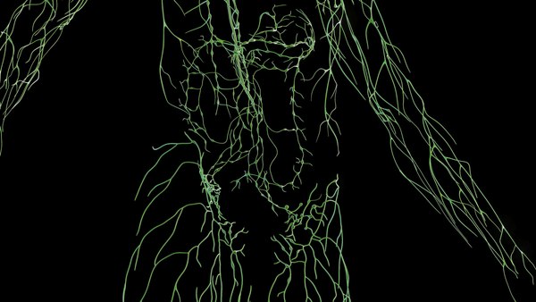 modelo 3d Anatomía Humana Completa Hombre Obeso - TurboSquid 2029369