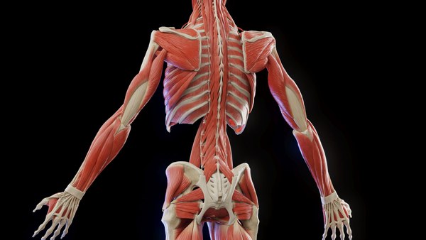 modelo 3d Anatomía Humana Completa Hombre Obeso - TurboSquid 2029369