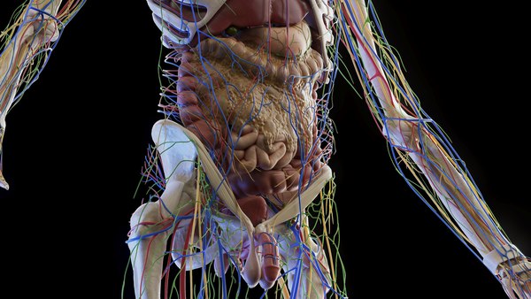 modelo 3d Anatomía Humana Completa Hombre Obeso - TurboSquid 2029369