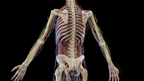 modelo 3d Anatomía Humana Completa Hombre Obeso - TurboSquid 2029369