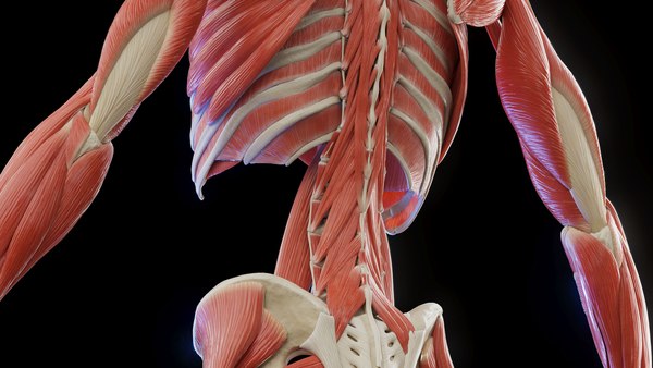modelo 3d Anatomía Humana Completa Hombre Obeso - TurboSquid 2029369