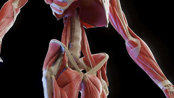 modelo 3d Anatomía Humana Completa Hombre Obeso - TurboSquid 2029369
