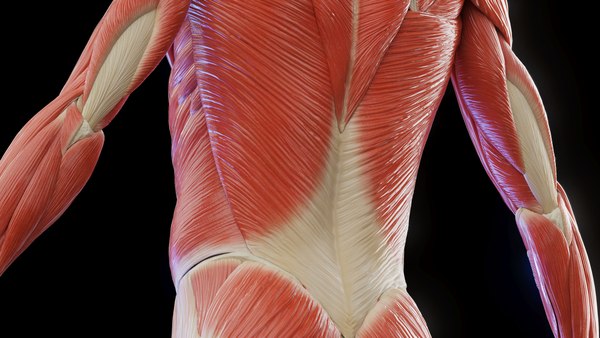 modelo 3d Anatomía Humana Completa Hombre Obeso - TurboSquid 2029369