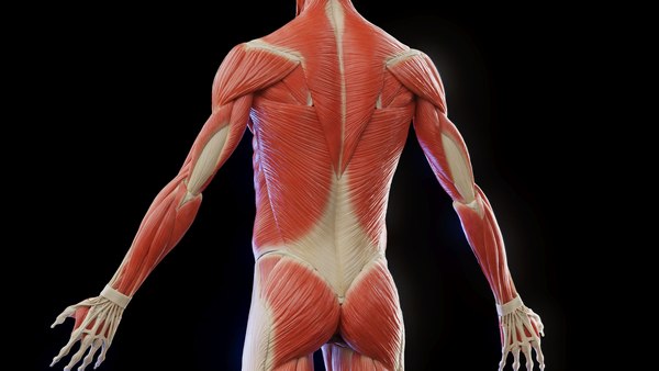 modelo 3d Anatomía Humana Completa Hombre Obeso - TurboSquid 2029369