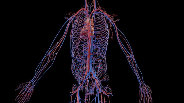 modelo 3d Anatomía Humana Completa Hombre Obeso - TurboSquid 2029369