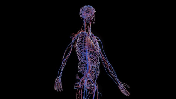 modelo 3d Anatomía Humana Completa Hombre Obeso - TurboSquid 2029369