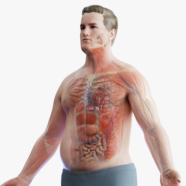 modelo 3d Anatomía Humana Completa Hombre Obeso - TurboSquid 2029369