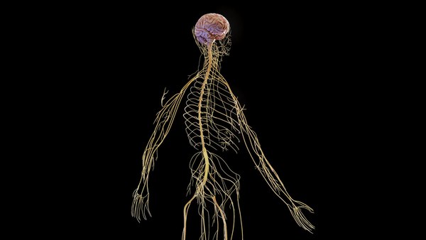 modelo 3d Anatomía Humana Completa Hombre Obeso - TurboSquid 2029369