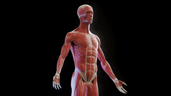 modelo 3d Anatomía Humana Completa Hombre Obeso - TurboSquid 2029369