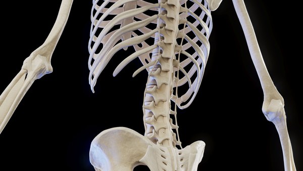 modelo 3d Anatomía Humana Completa Hombre Obeso - TurboSquid 2029369