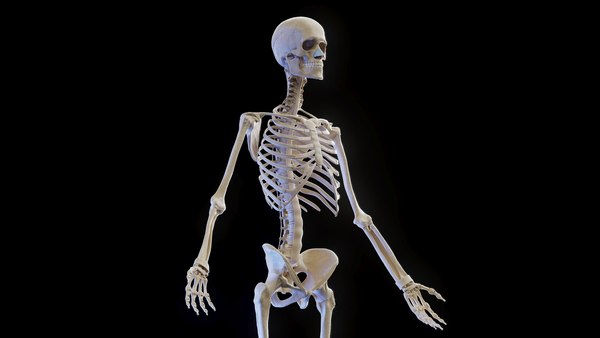 modelo 3d Anatomía Humana Completa Hombre Obeso - TurboSquid 2029369