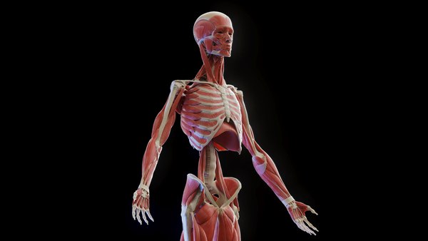 modelo 3d Anatomía Humana Completa Hombre Obeso - TurboSquid 2029369