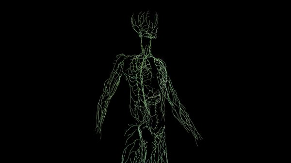 modelo 3d Anatomía Humana Completa Hombre Obeso - TurboSquid 2029369