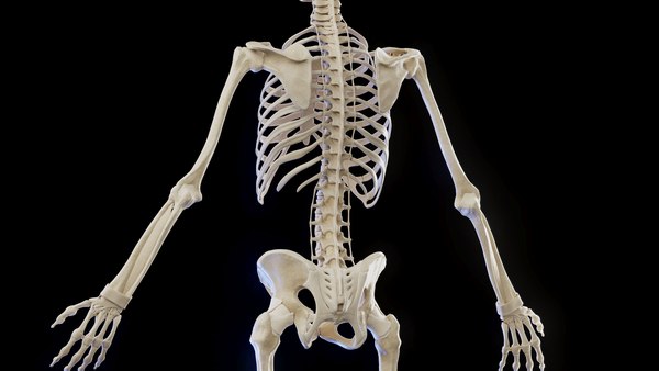 modelo 3d Anatomía Humana Completa Hombre Obeso - TurboSquid 2029369