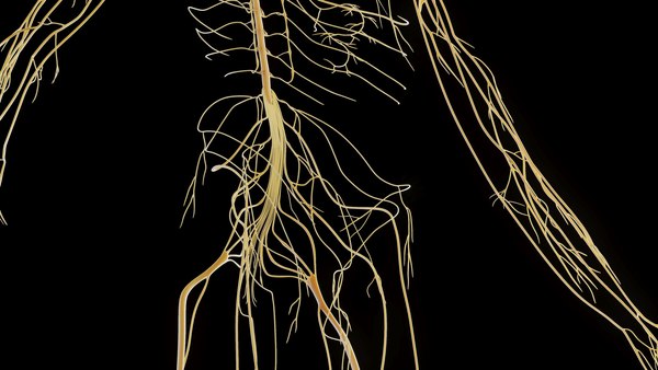 modelo 3d Anatomía Humana Completa Hombre Obeso - TurboSquid 2029369
