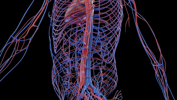 modelo 3d Anatomía Humana Completa Hombre Obeso - TurboSquid 2029369