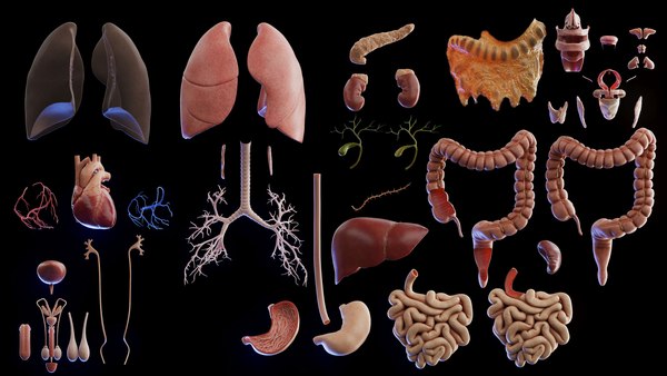 modelo 3d Anatomía Humana Completa Hombre Obeso - TurboSquid 2029369