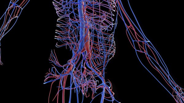 modelo 3d Anatomía Humana Completa Hombre Obeso - TurboSquid 2029369