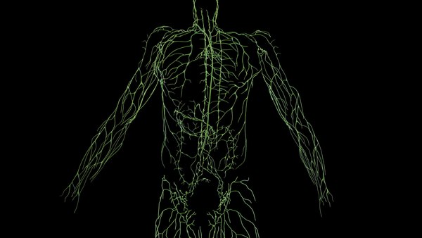 modelo 3d Anatomía Humana Completa Hombre Obeso - TurboSquid 2029369