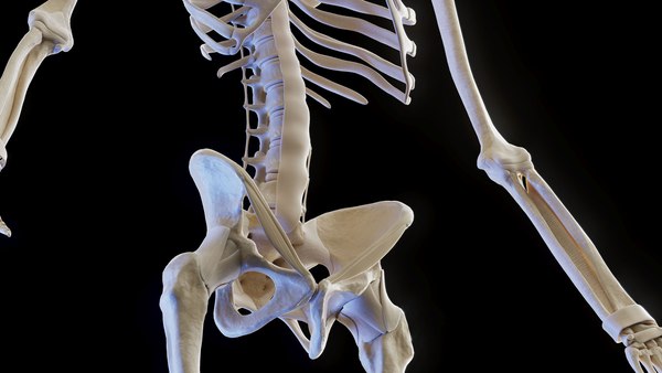 modelo 3d Anatomía Humana Completa Hombre Obeso - TurboSquid 2029369