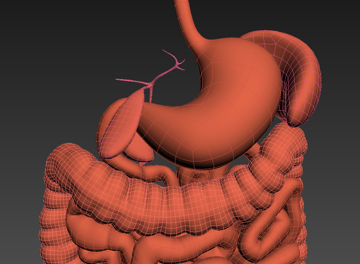 human digestive animation 3d model