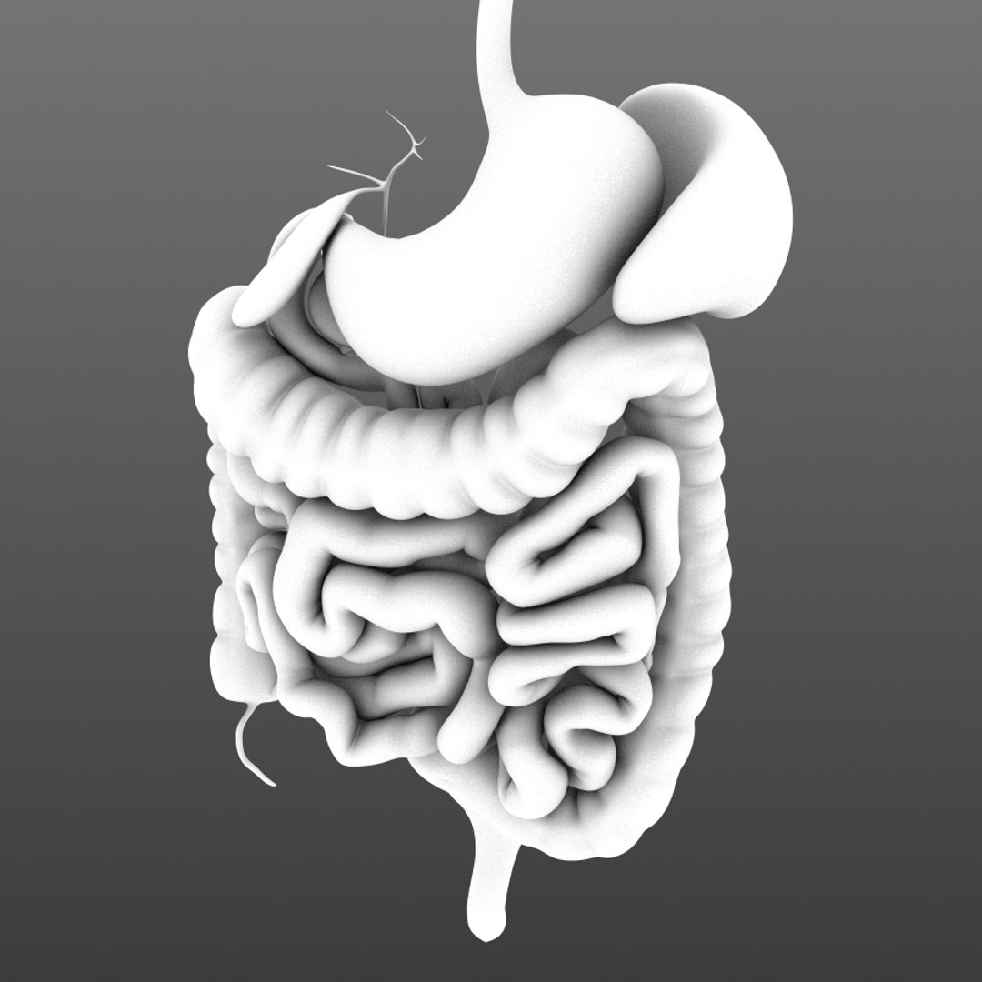 Human Digestive Animation 3d Model