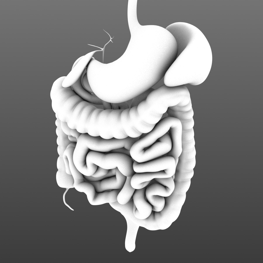 human digestive animation 3d model