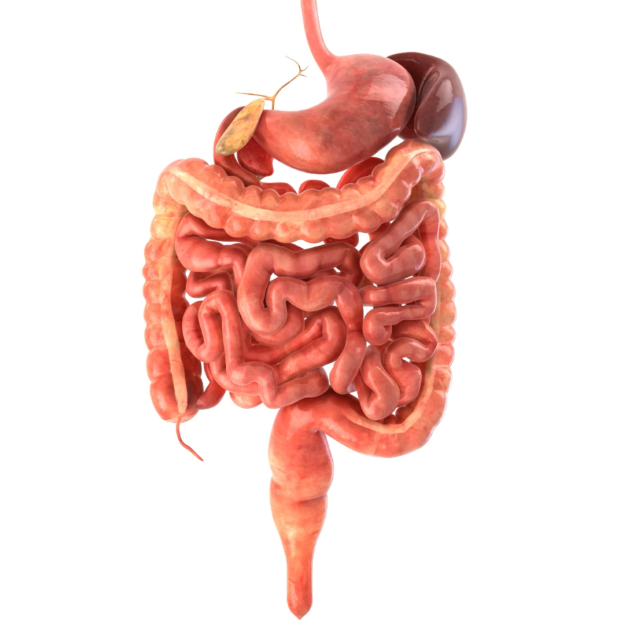 human digestive animation 3d model