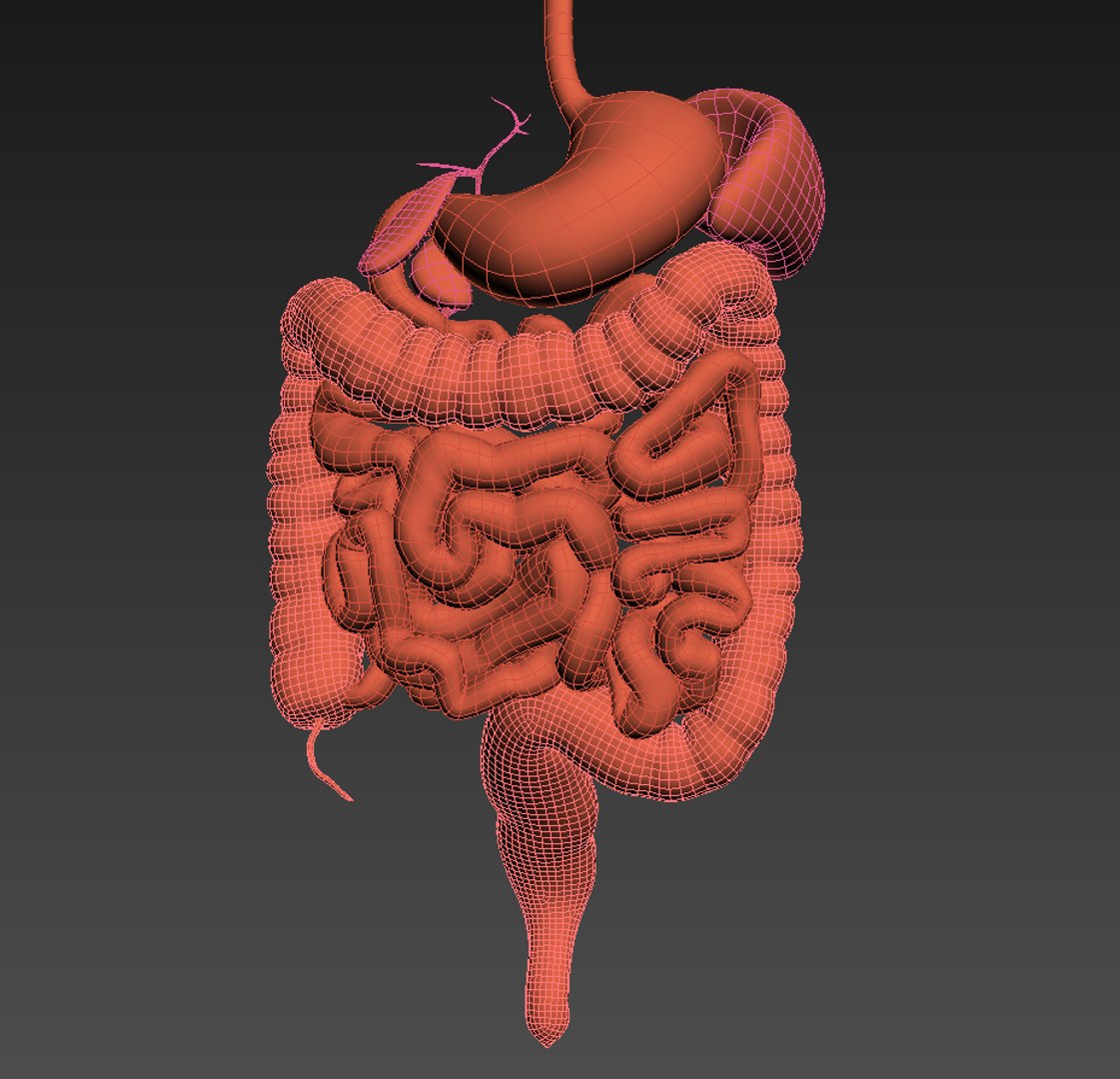 Digestive System Animation