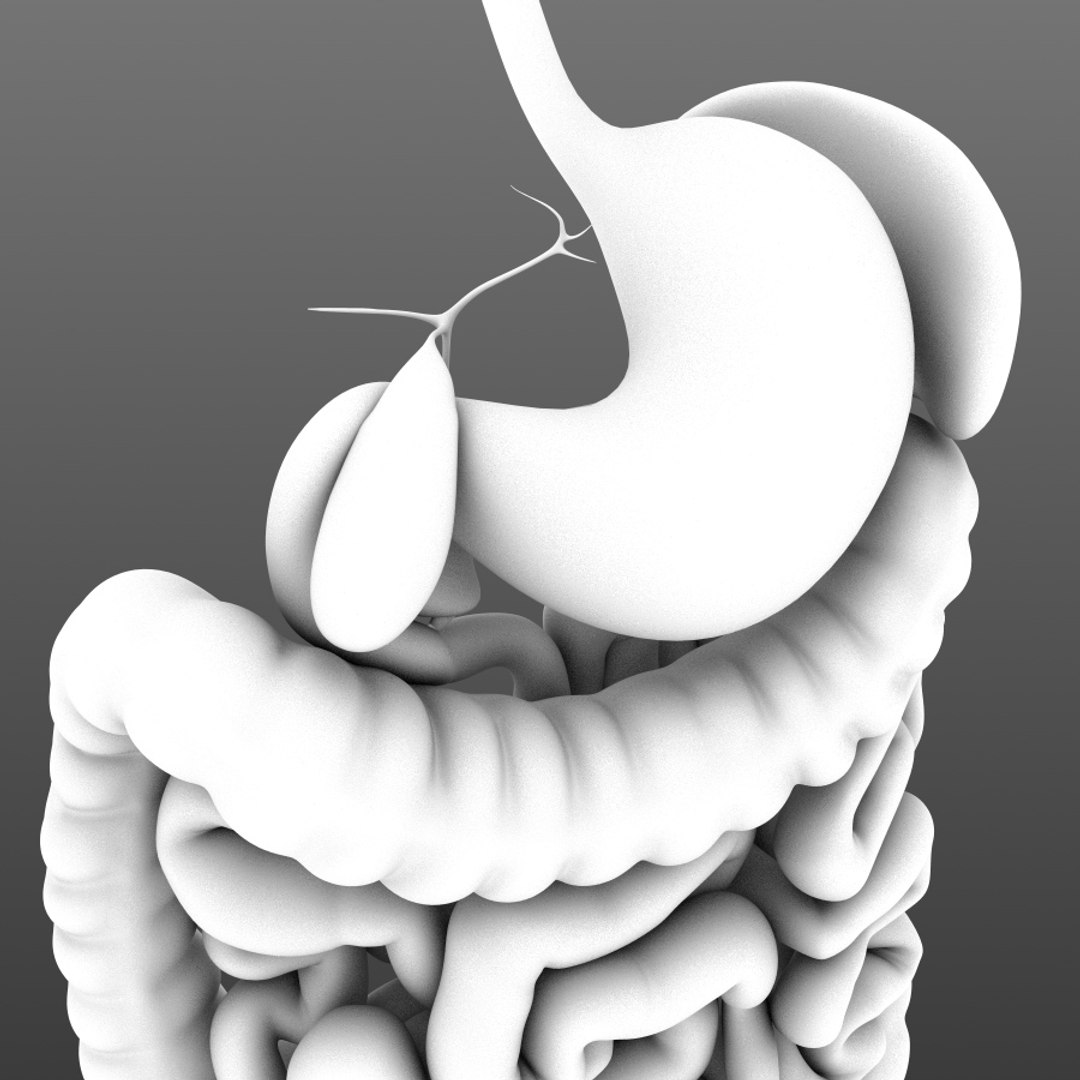 Human Digestive Animation 3d Model