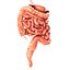 Human Digestive Animation 3d Model