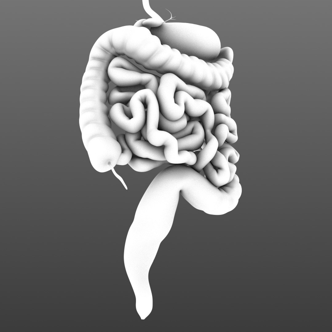 Human Digestive Animation 3d Model