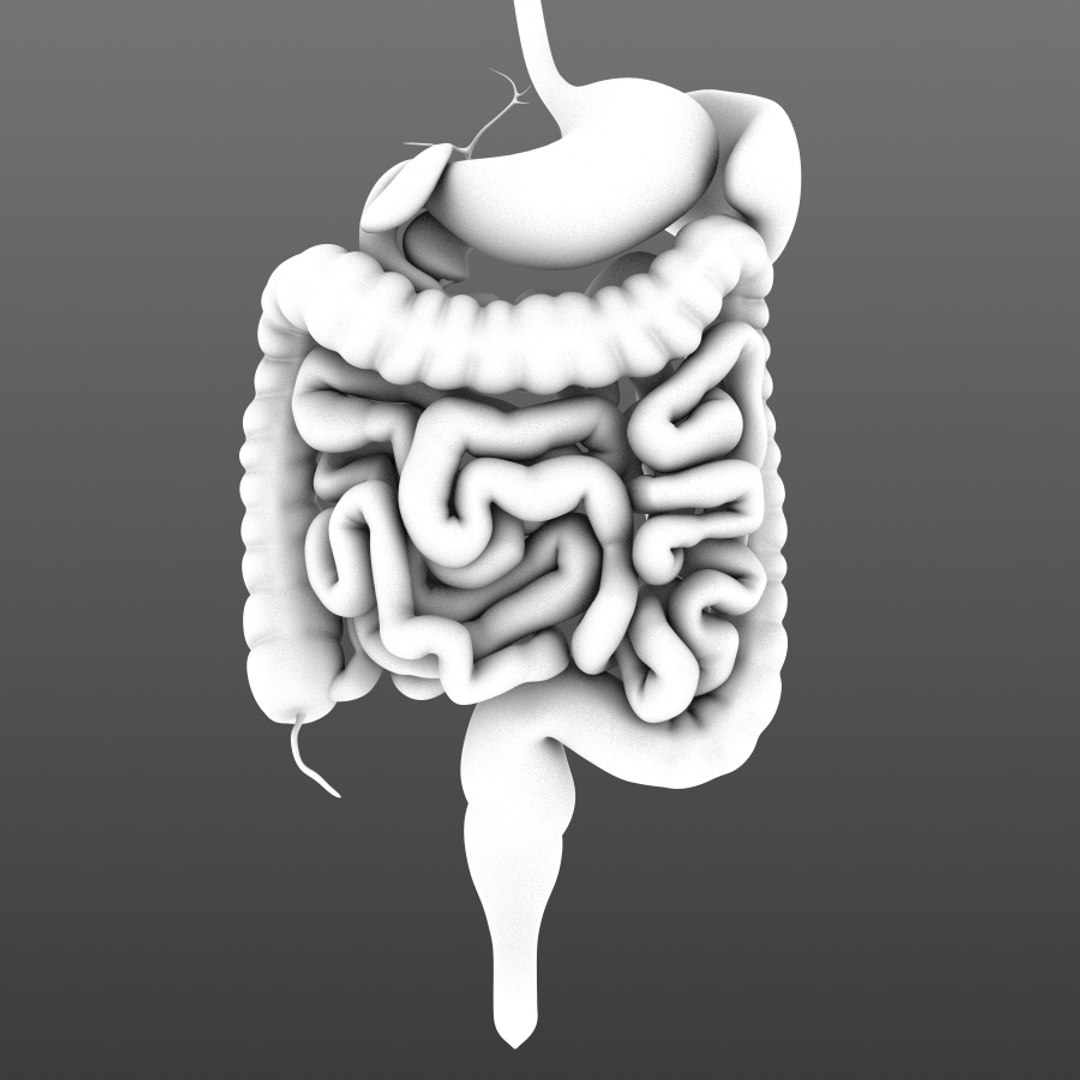 Human Digestive Animation 3d Model