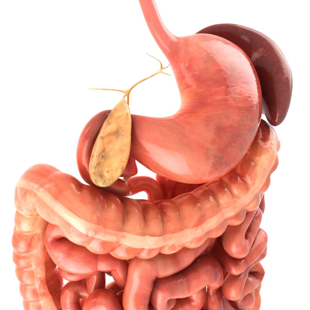 Human Digestive System Animation