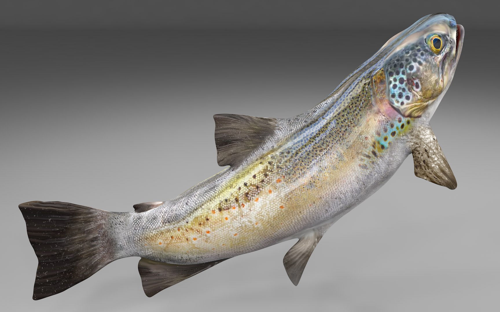 TROUT L1990 3D - TurboSquid 2067912