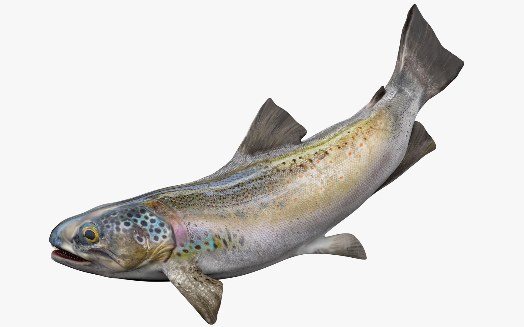 TROUT L1990 3D - TurboSquid 2067912