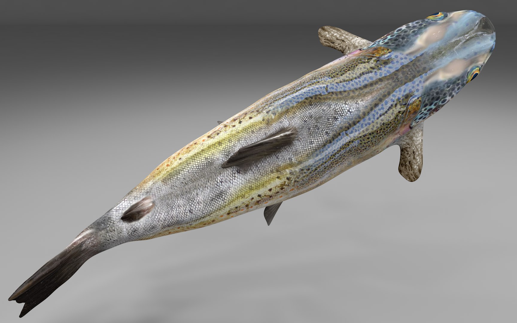 TROUT L1990 3D - TurboSquid 2067912