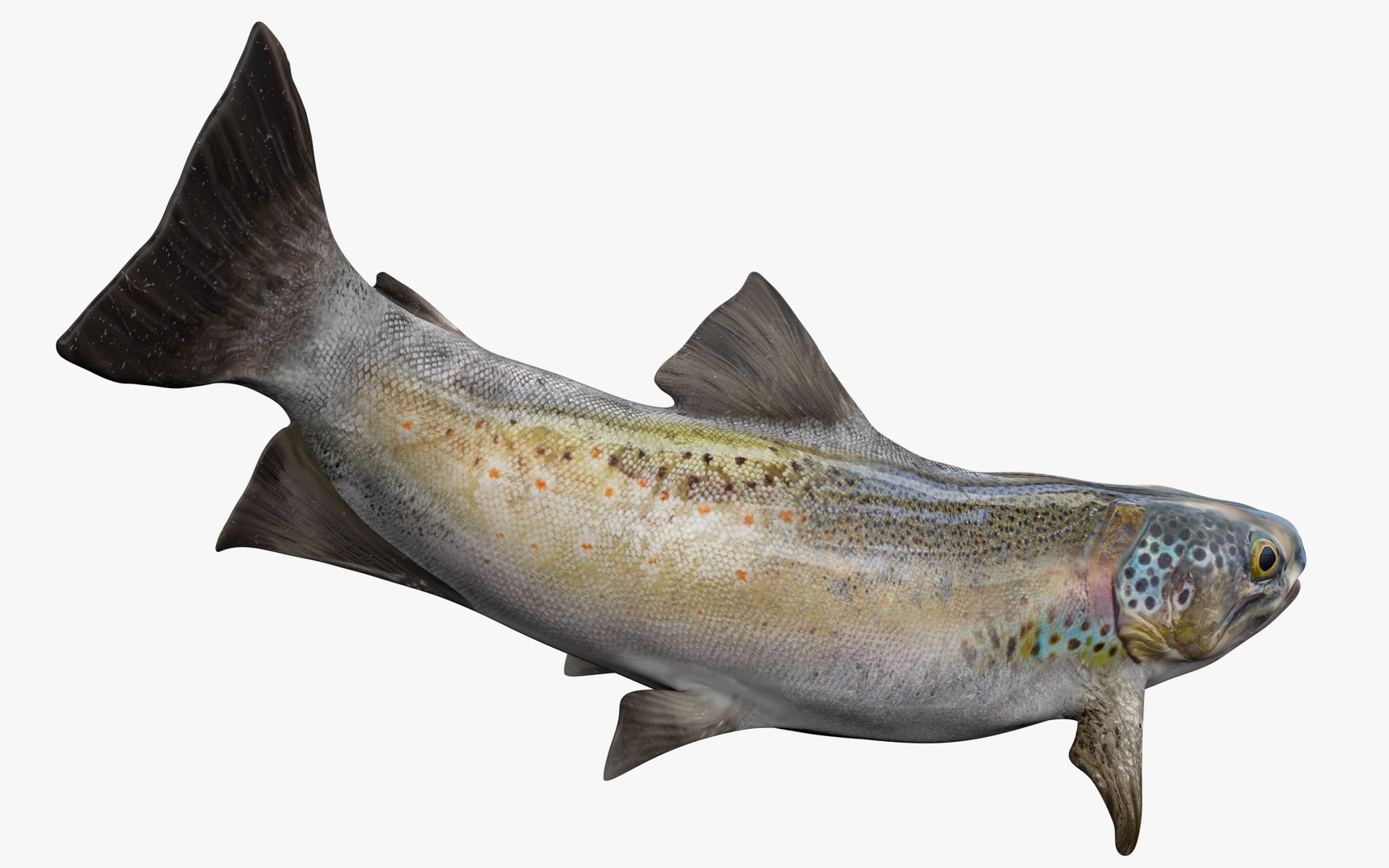 TROUT L1990 3D - TurboSquid 2067912