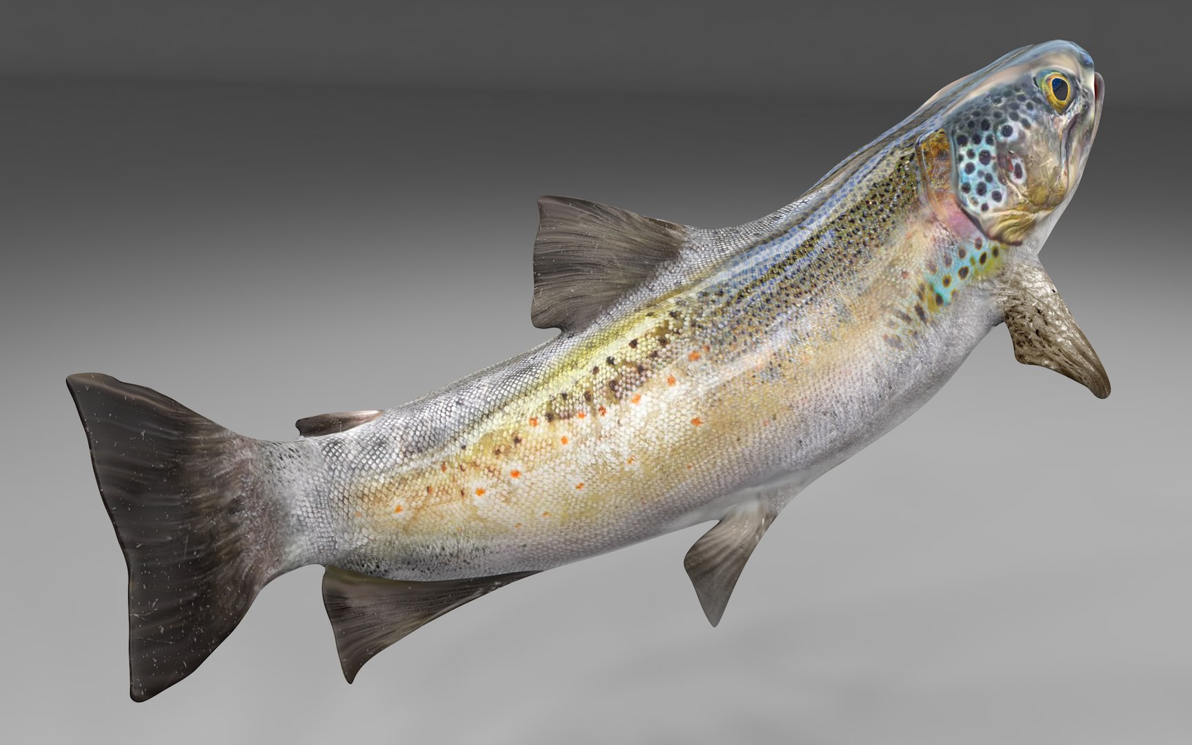 TROUT L1990 3D - TurboSquid 2067912