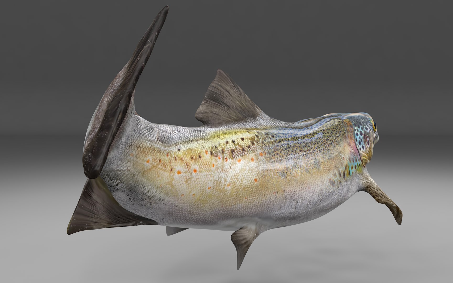 TROUT L1990 3D - TurboSquid 2067912