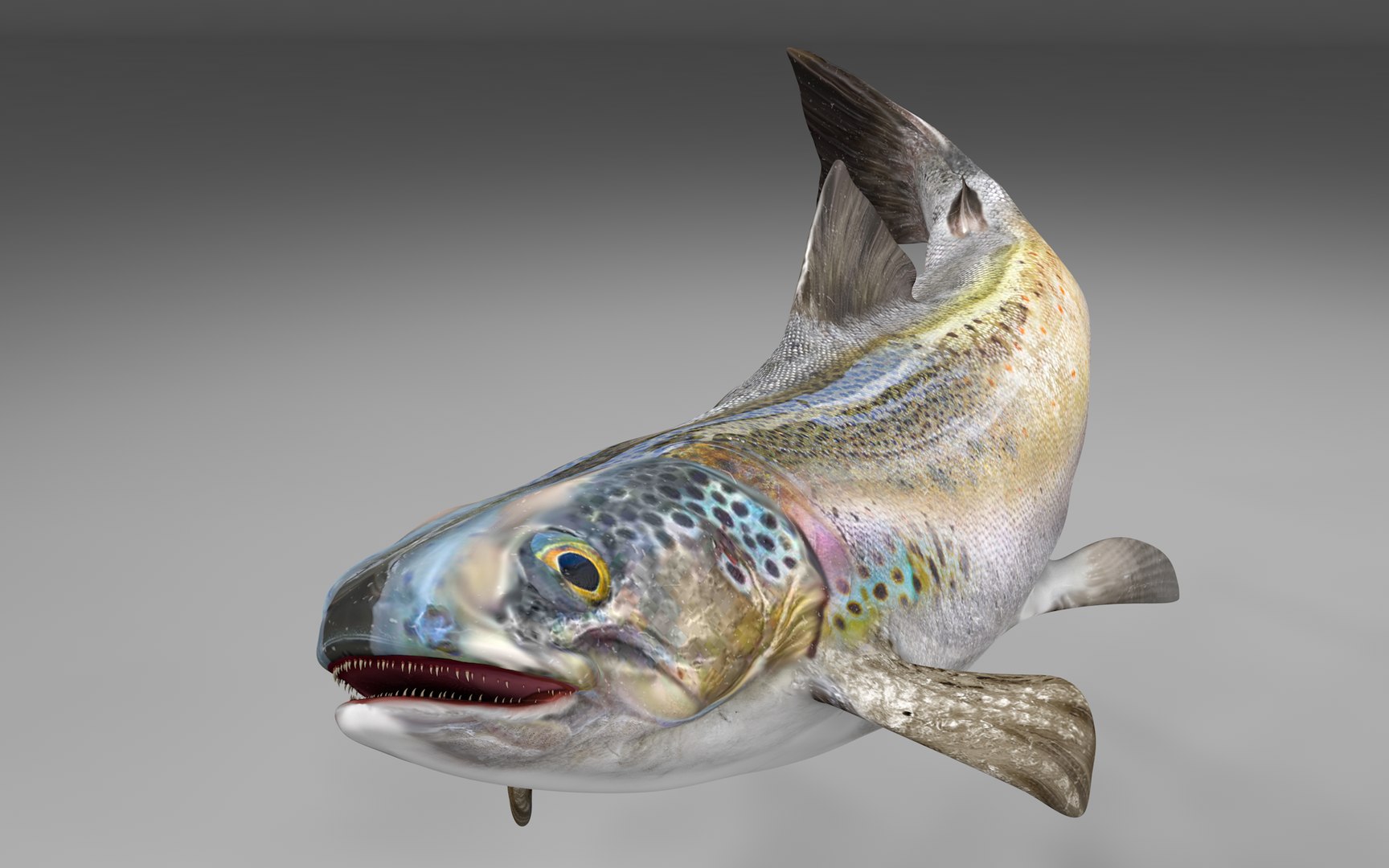 TROUT L1990 3D - TurboSquid 2067912