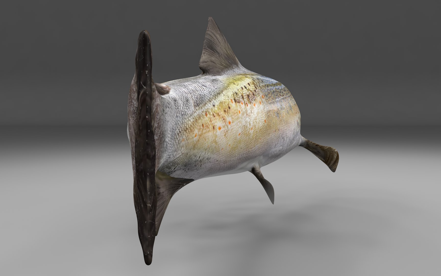 TROUT L1990 3D - TurboSquid 2067912