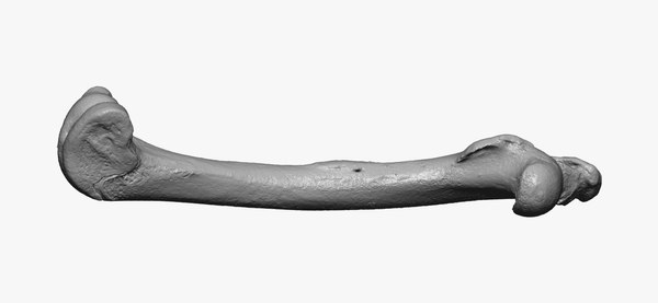3D model Kangaroo Wallaby (Notamacropus) Femur 01 RAW Scan - TurboSquid ...